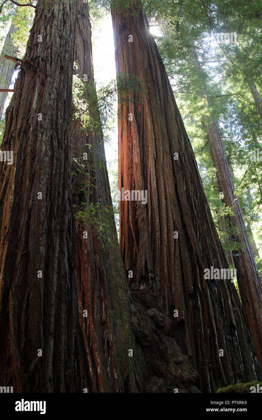Twin Trunk Tree High Resolution Stock Photography and Images - Alamy