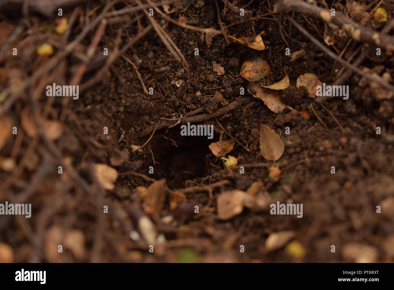 Animal den hi-res stock photography and images - Alamy