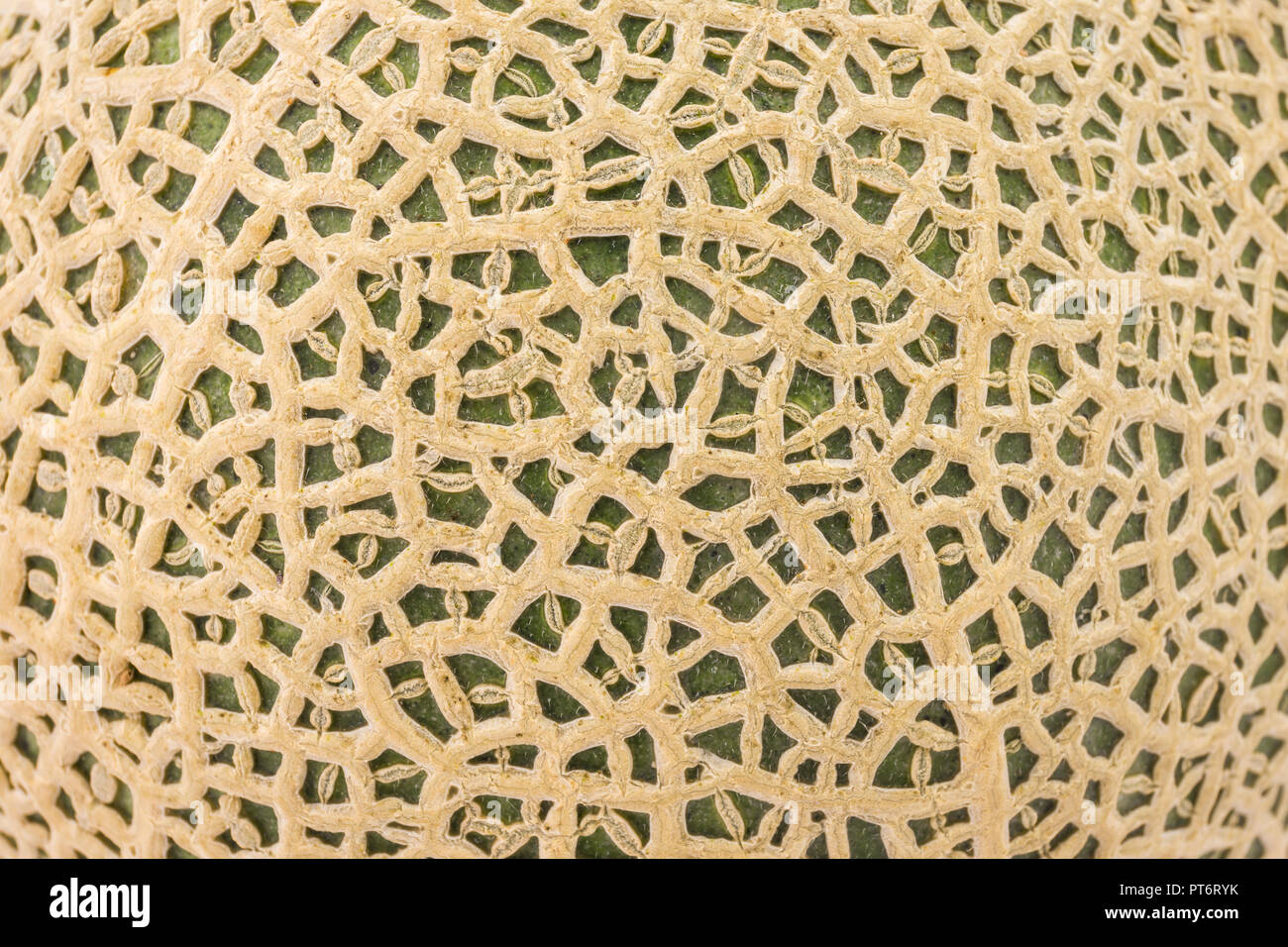 Closeup of skin or texture melon. Melon's fibers background select ...