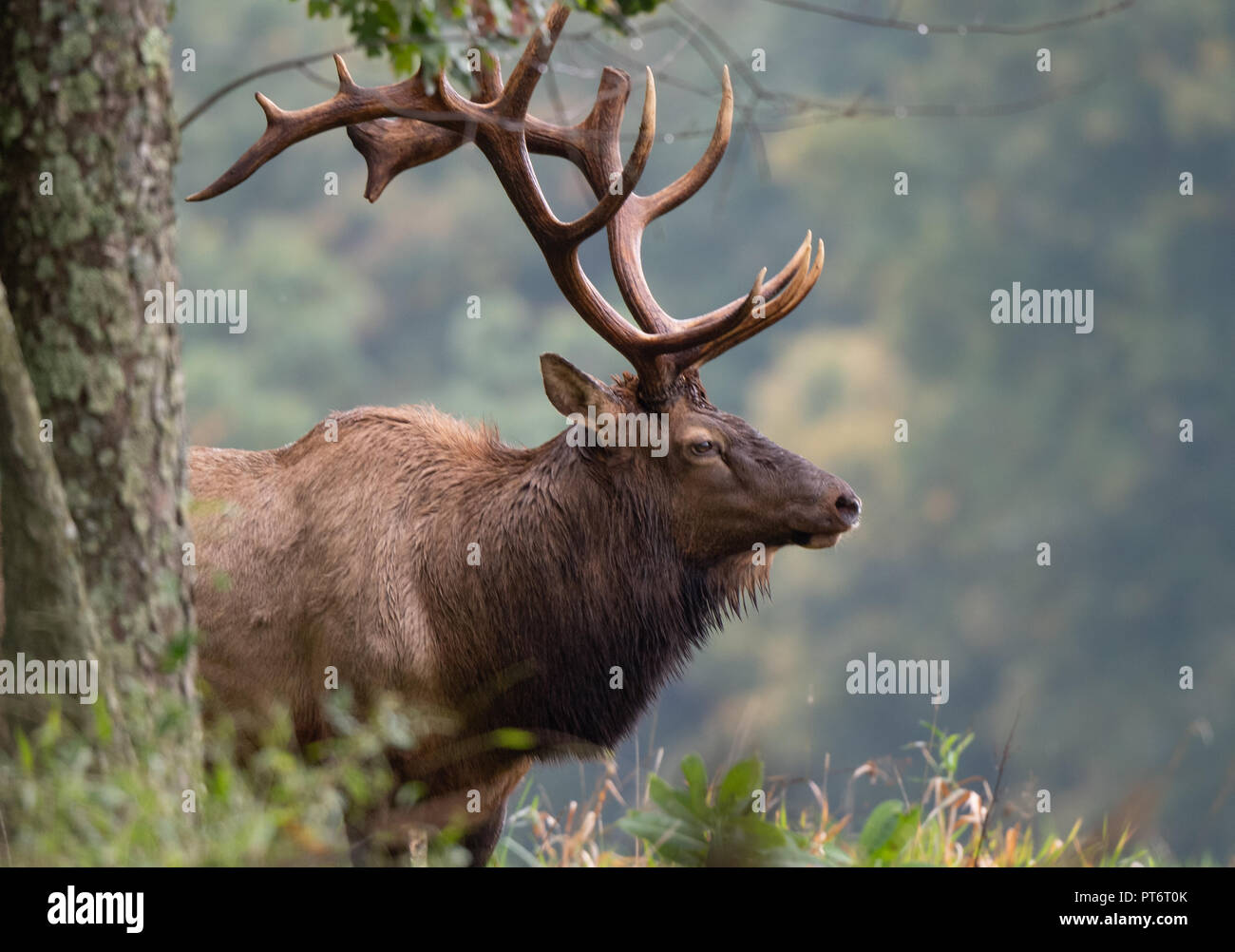 Wild Bull Elk During the Rut Season Stock Photo - Alamy