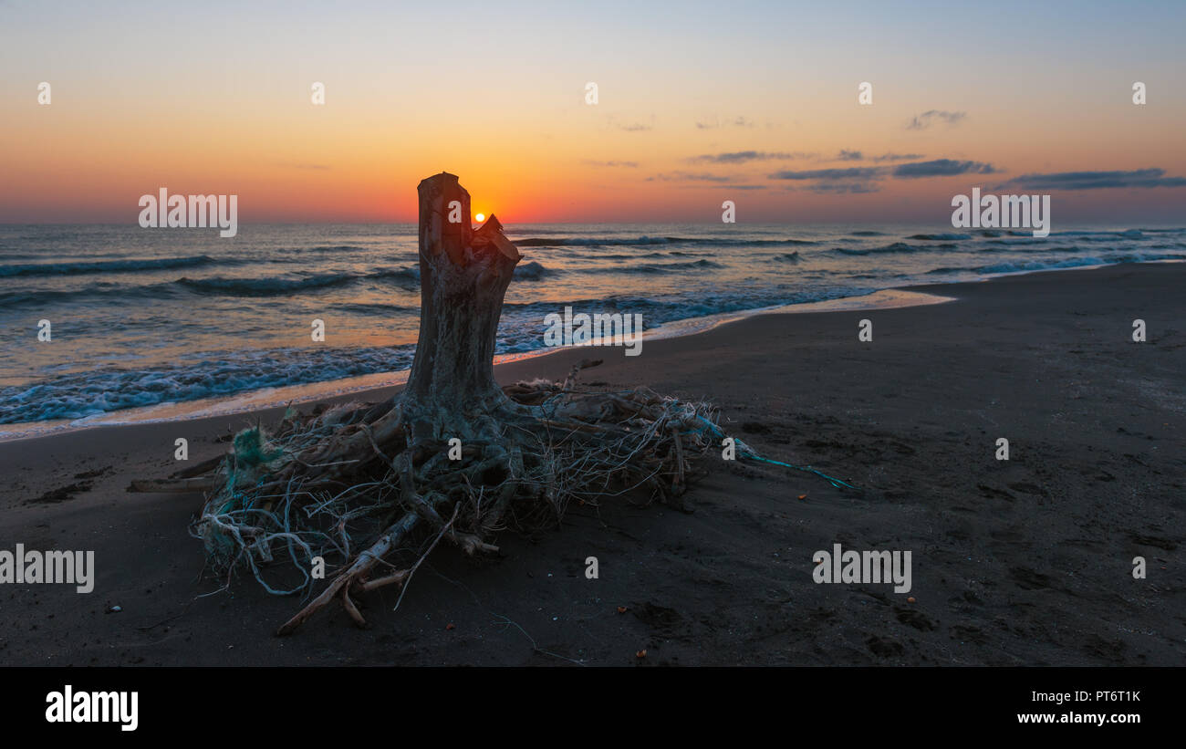 Sunrise on the sea, old wood snag on shore Stock Photo - Alamy