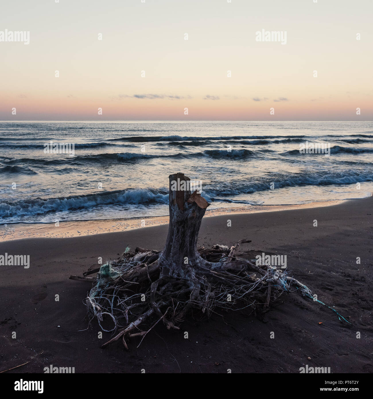 Snag wood hi-res stock photography and images - Alamy