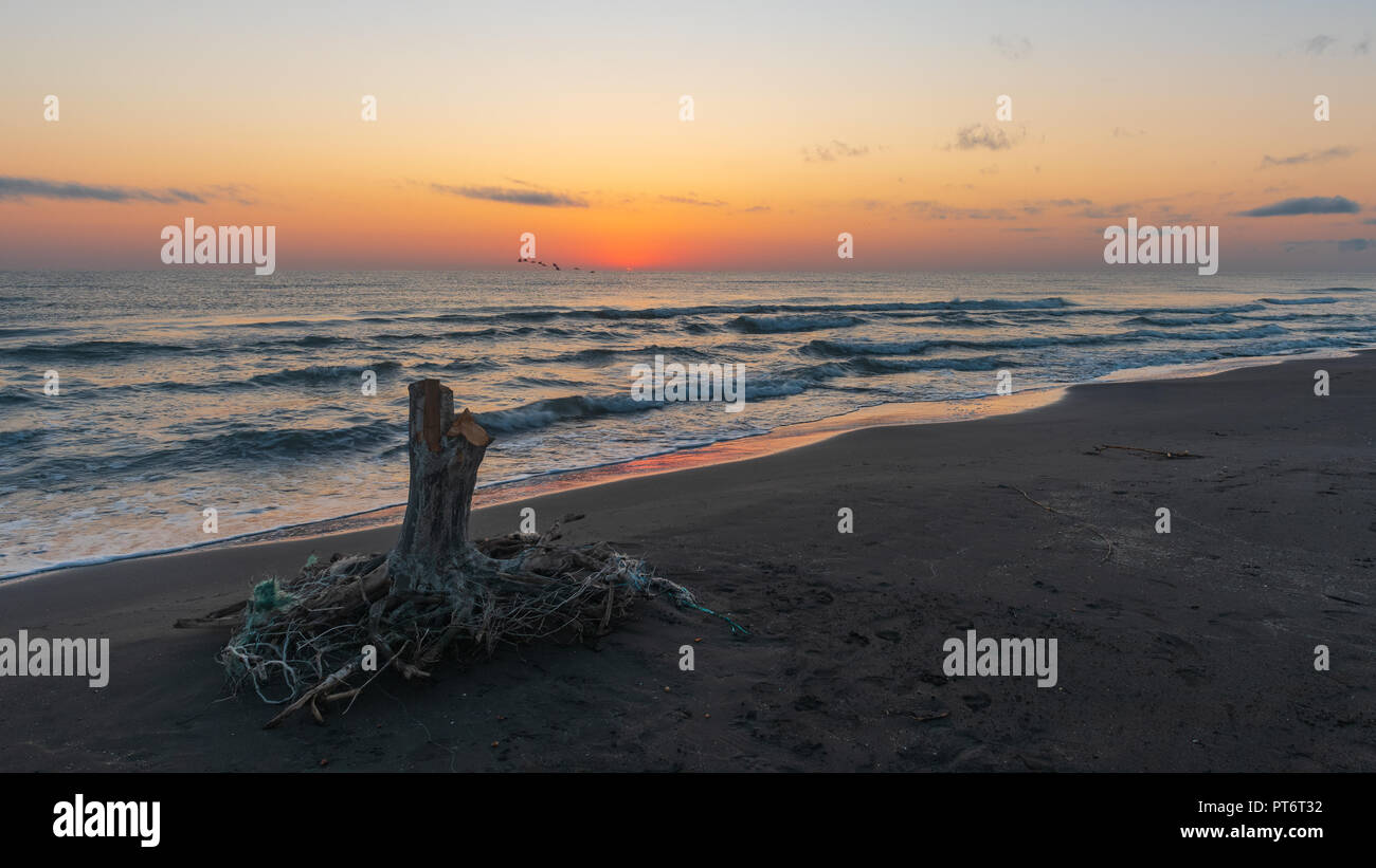 Sunrise on the sea, old wood snag on shore Stock Photo - Alamy