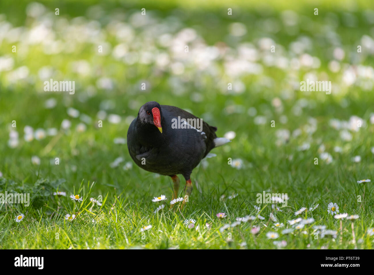Common Moorhen (Gallinula chloropus Stock Photo - Alamy