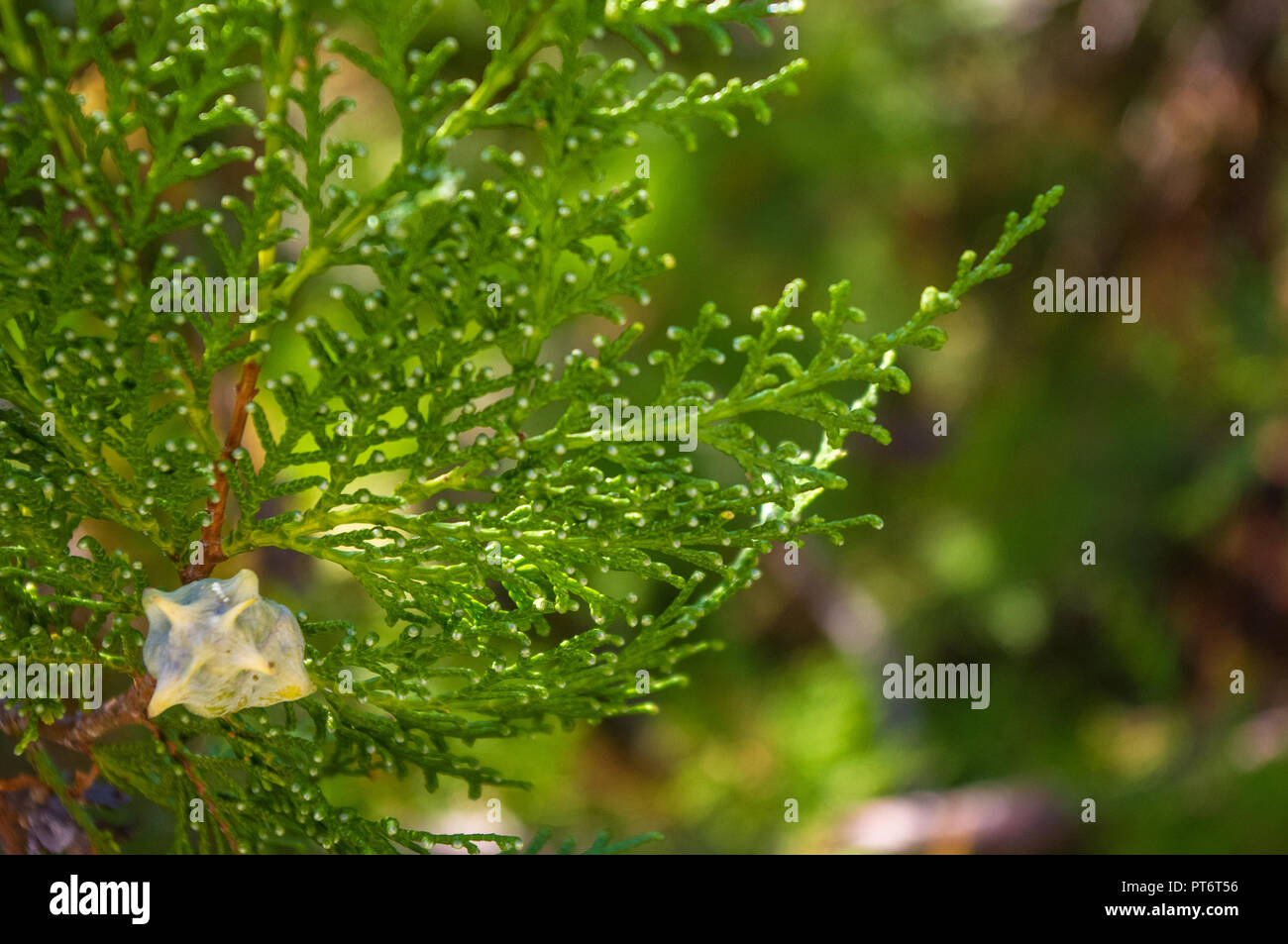 Incense cedar tree Calocedrus decurrens branch close up. Thuja cones ...