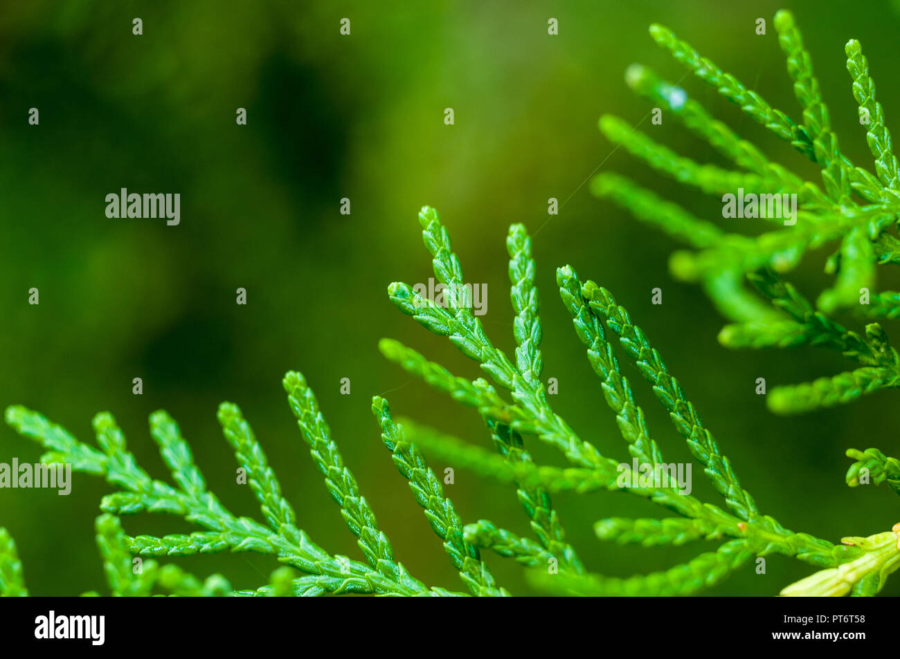 Incense cedar tree Calocedrus decurrens branch close up. Thuja cones ...