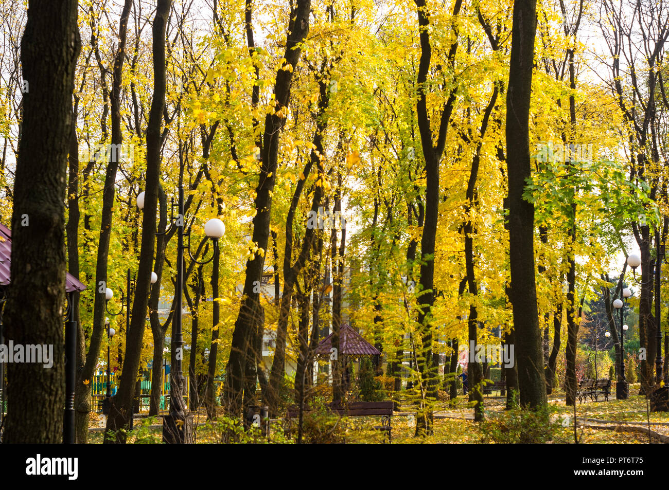 Urban autumn landscape with colorful trees in sunlight Stock Photo - Alamy