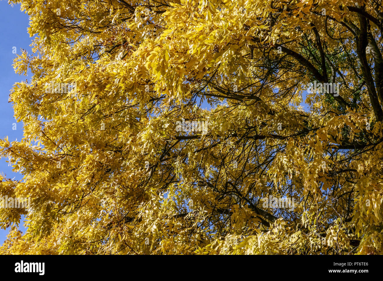 Indian ash tree hi-res stock photography and images - Alamy