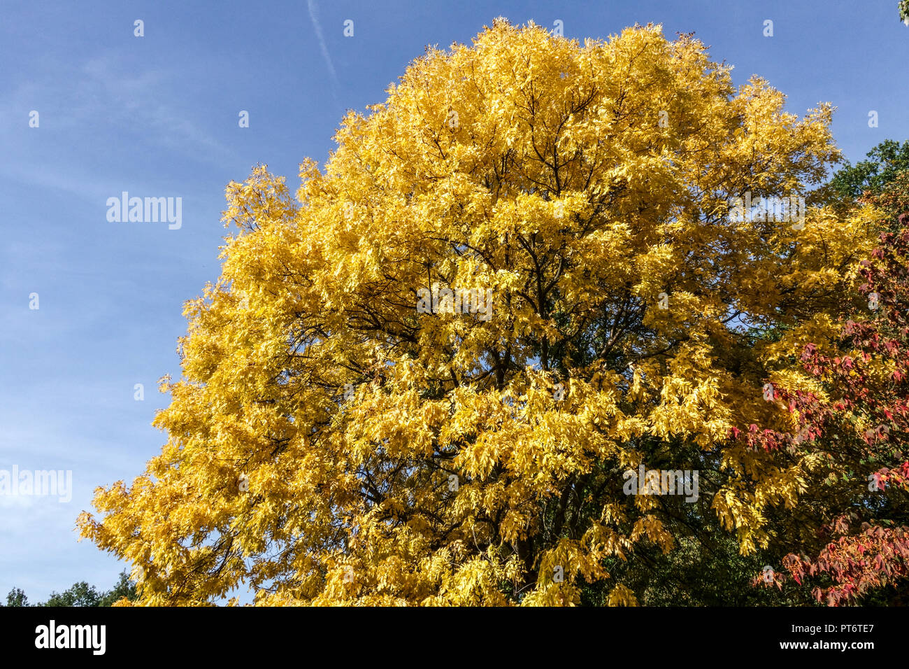 Ash tree fraxinus excelsior hi-res stock photography and images - Alamy