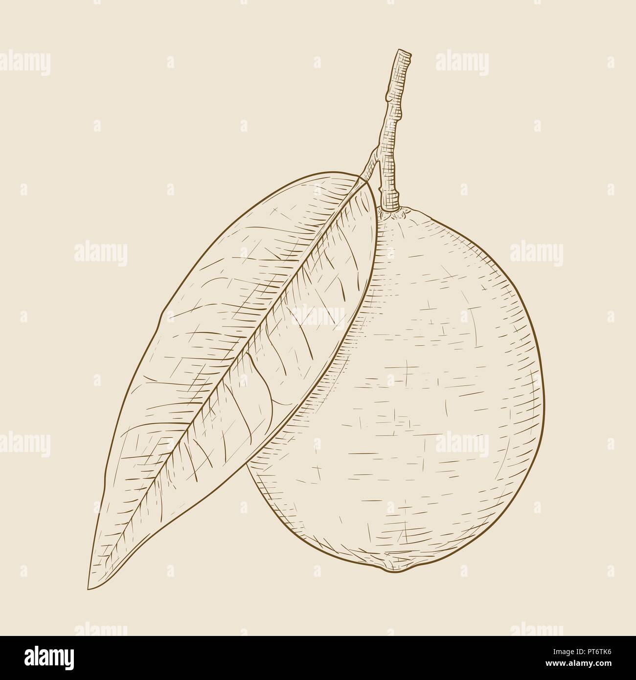 Lemon. Hand drawn sketch on beige background Stock Vector Image & Art ...