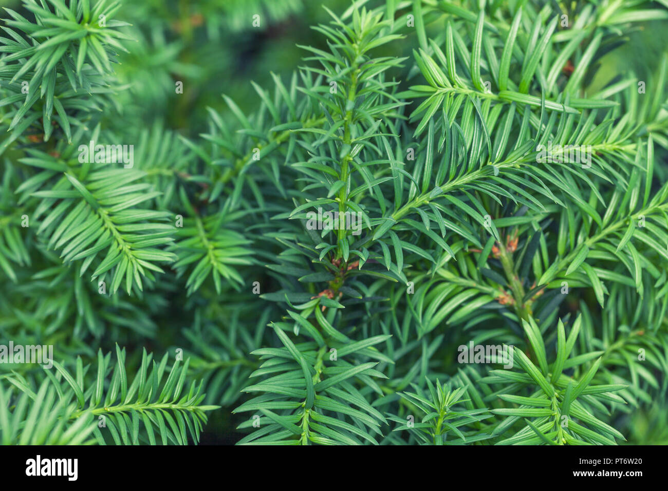 Blurred background from a spiny green rosemary plant close up. Spruce ...