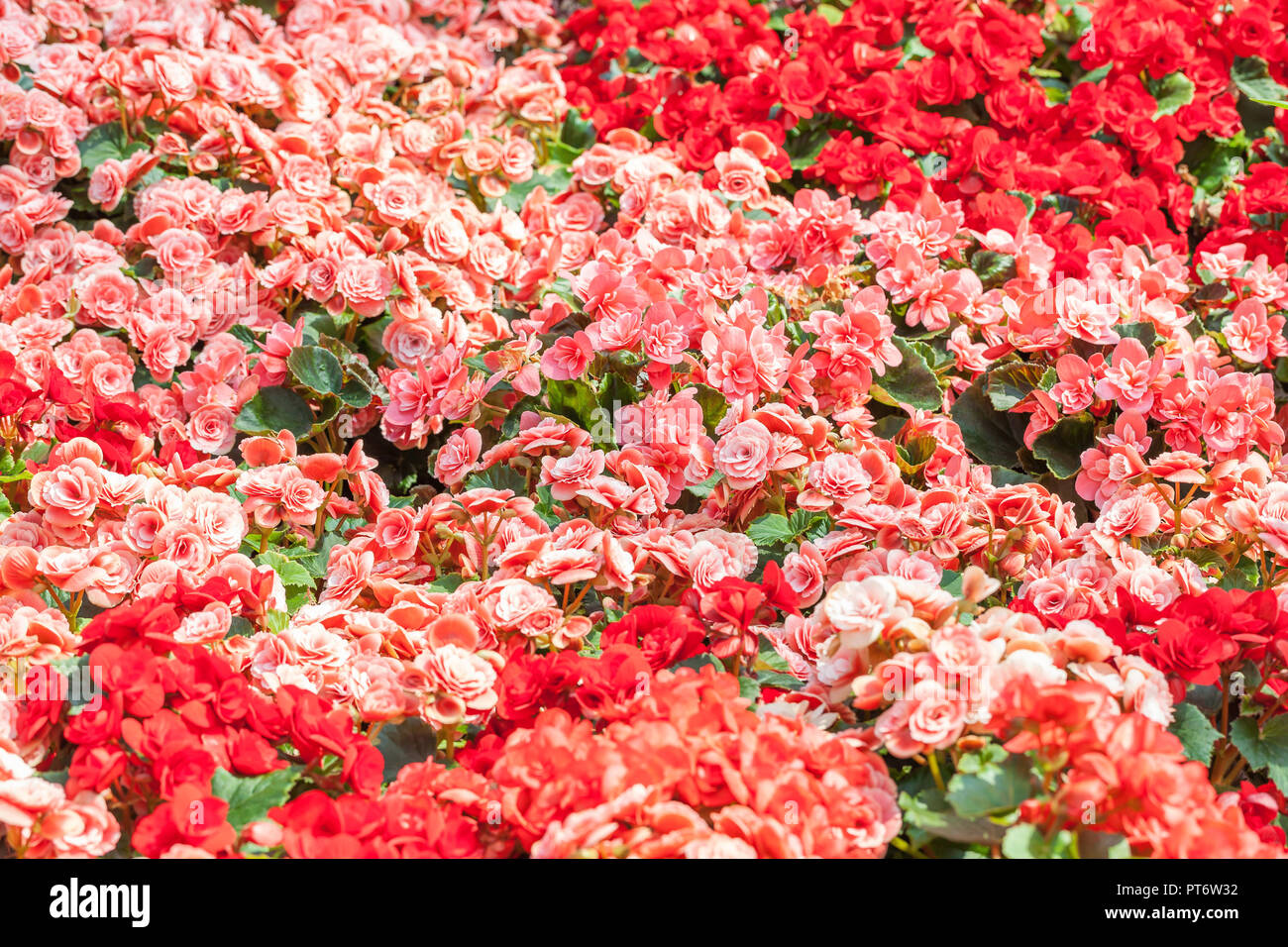Cover of red and pink roses. Flower fields in the garden. Nature ...