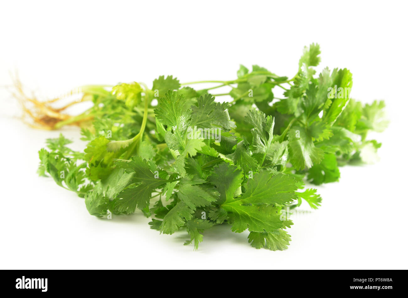 Coriandrum sativum leaves isolated on white background Stock Photo - Alamy