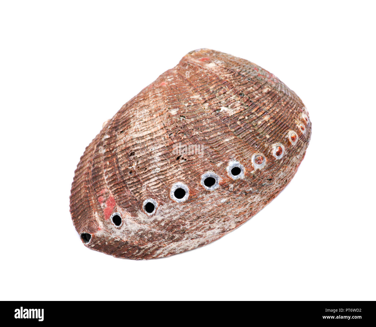 Bright polished Rainbow Abalone Shell isolated on white background Stock Photo - Alamy