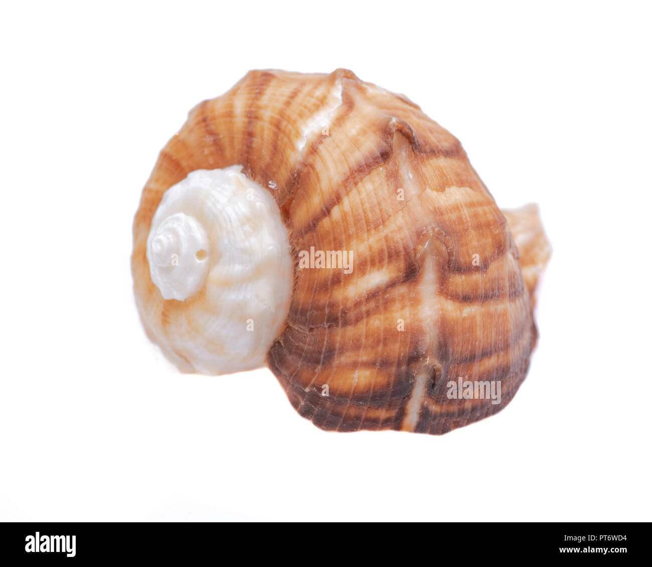Globose shell Cut Out Stock Images & Pictures - Alamy