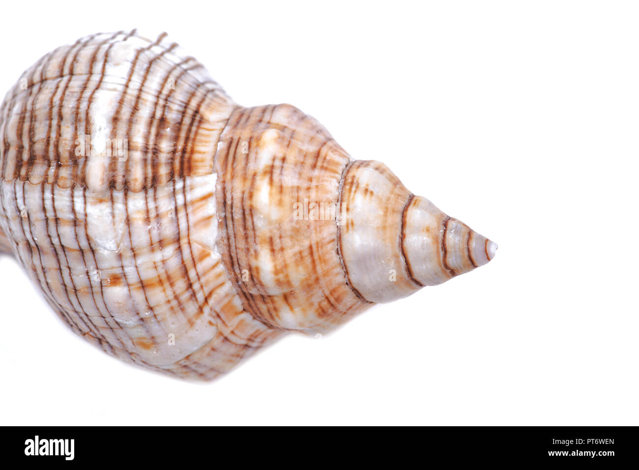 Striped Fox Horse Conch isolated on white background . Pleuroploca ...