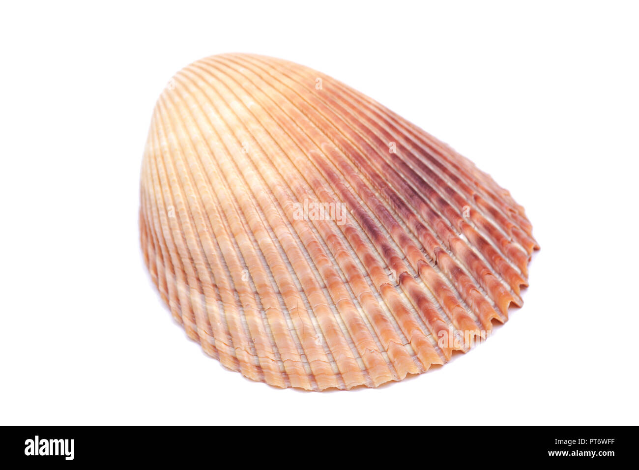 Scallop Shell, Pectinidae isolated on white background Stock Photo - Alamy