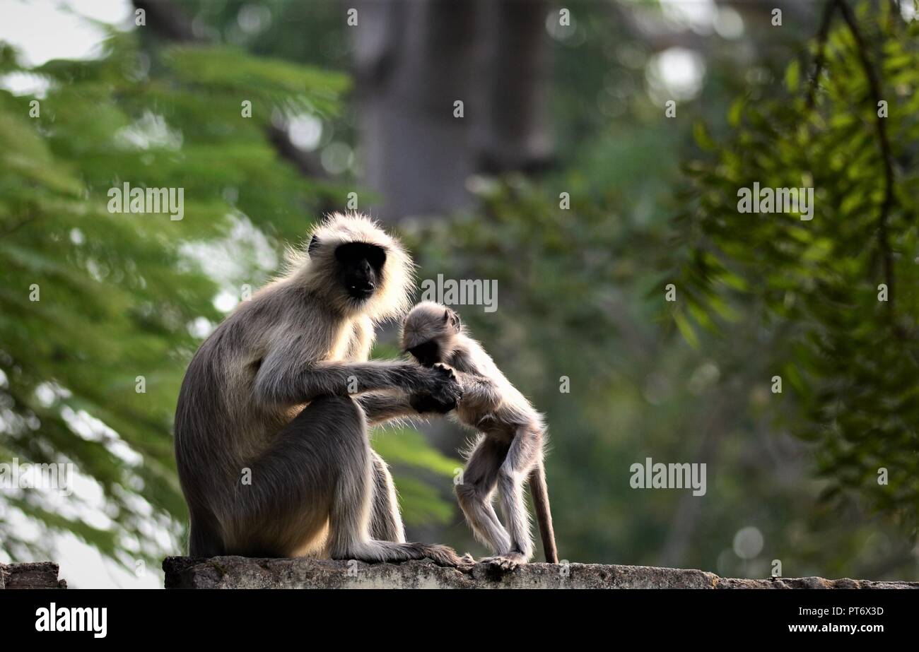 Call of the wild book hi-res stock photography and images - Alamy