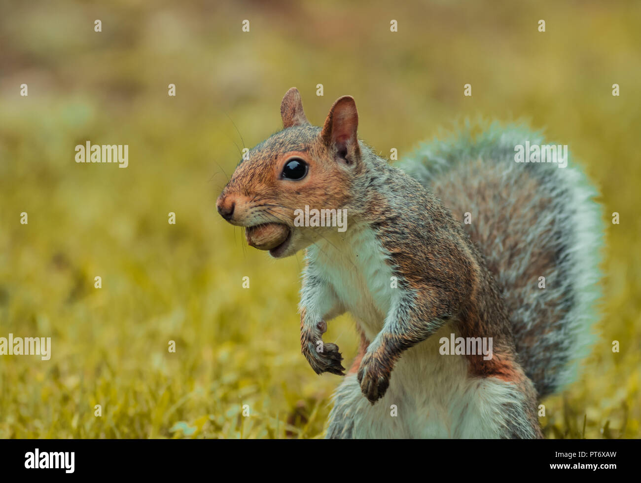 Squirrel tongue hi-res stock photography and images - Alamy
