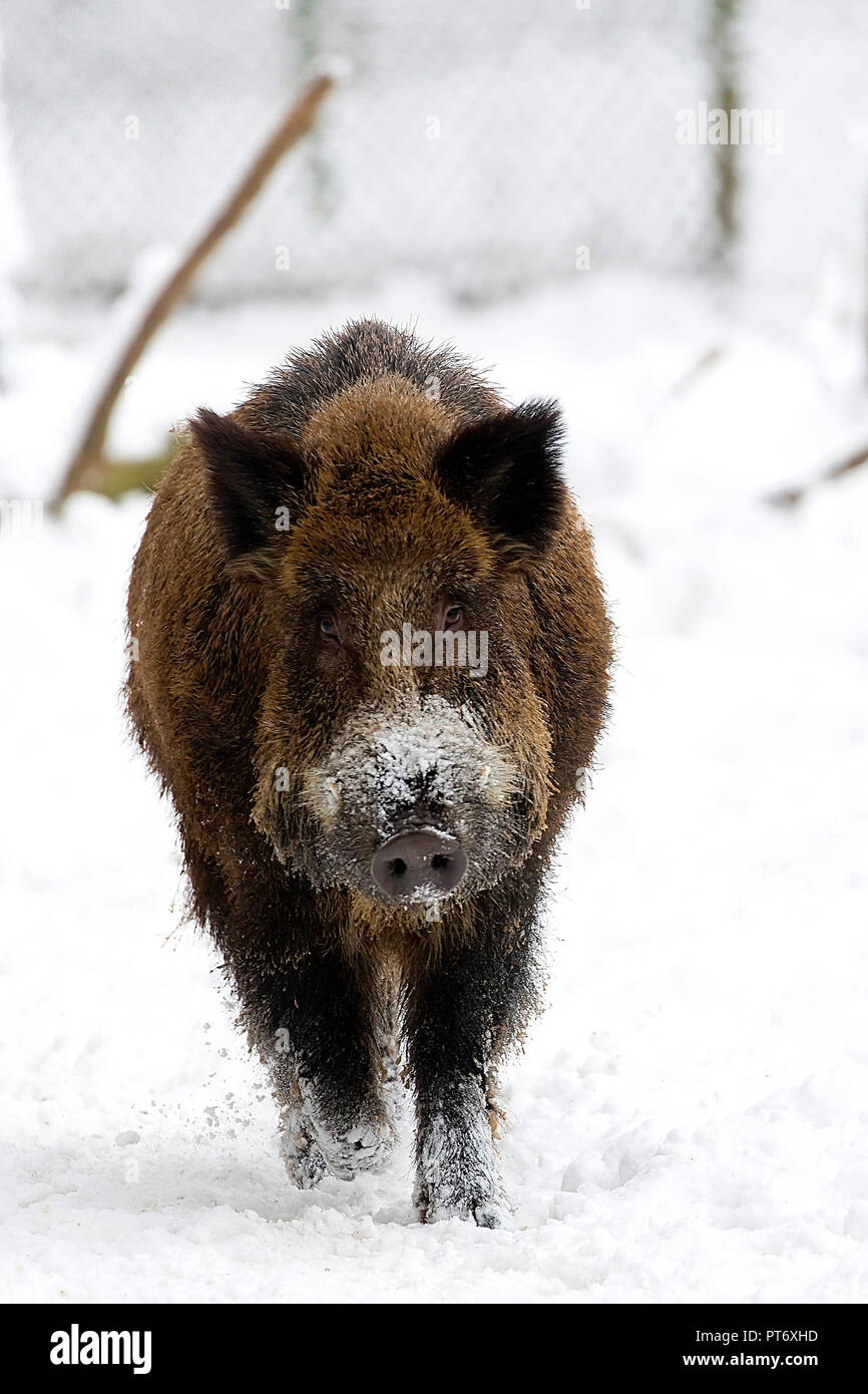 Winter wild boar hi-res stock photography and images - Alamy