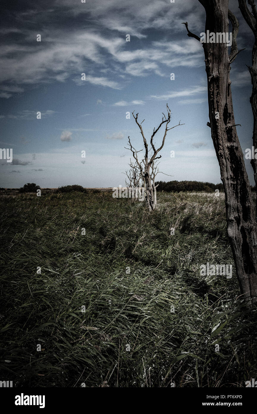 Dead trees in a line at RSPB Nature Reserve, Titchwell Marsh, Norfolk ...