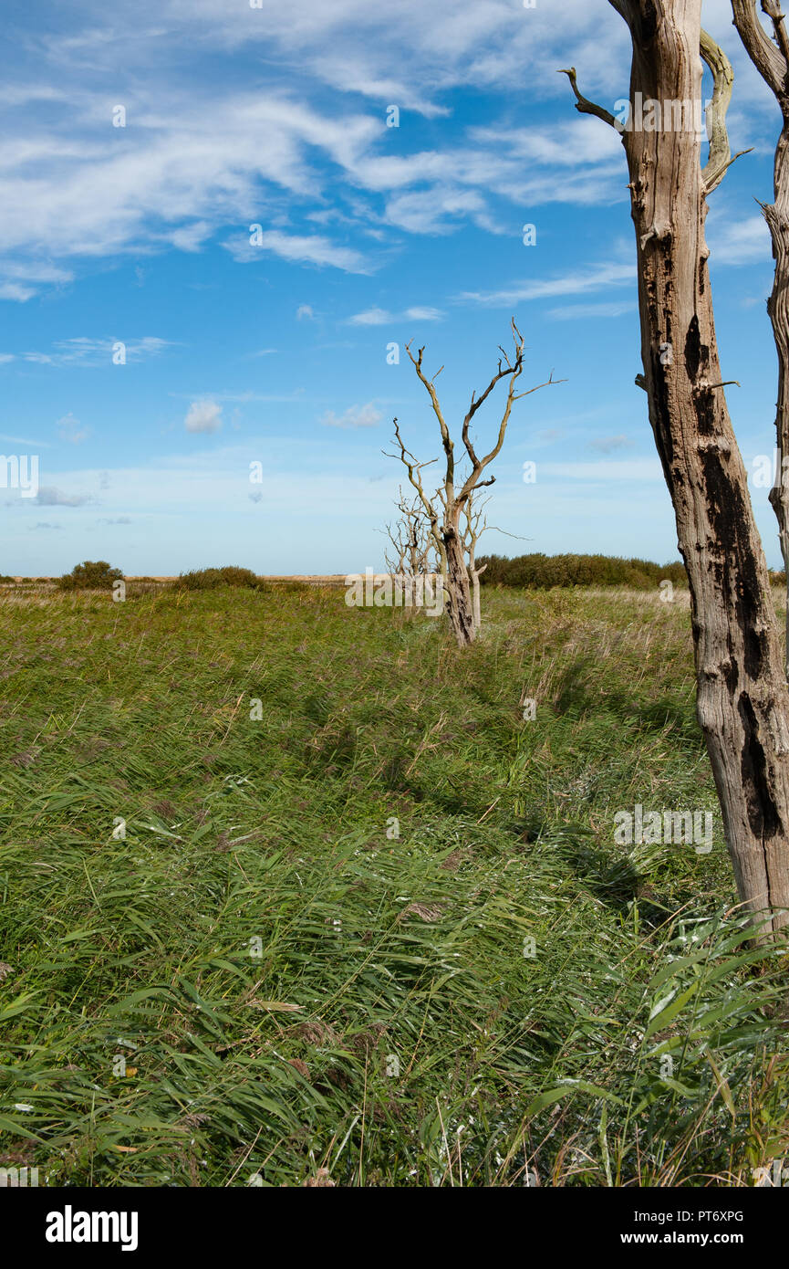 Dead trees in a line at RSPB Nature Reserve, Titchwell Marsh, Norfolk ...