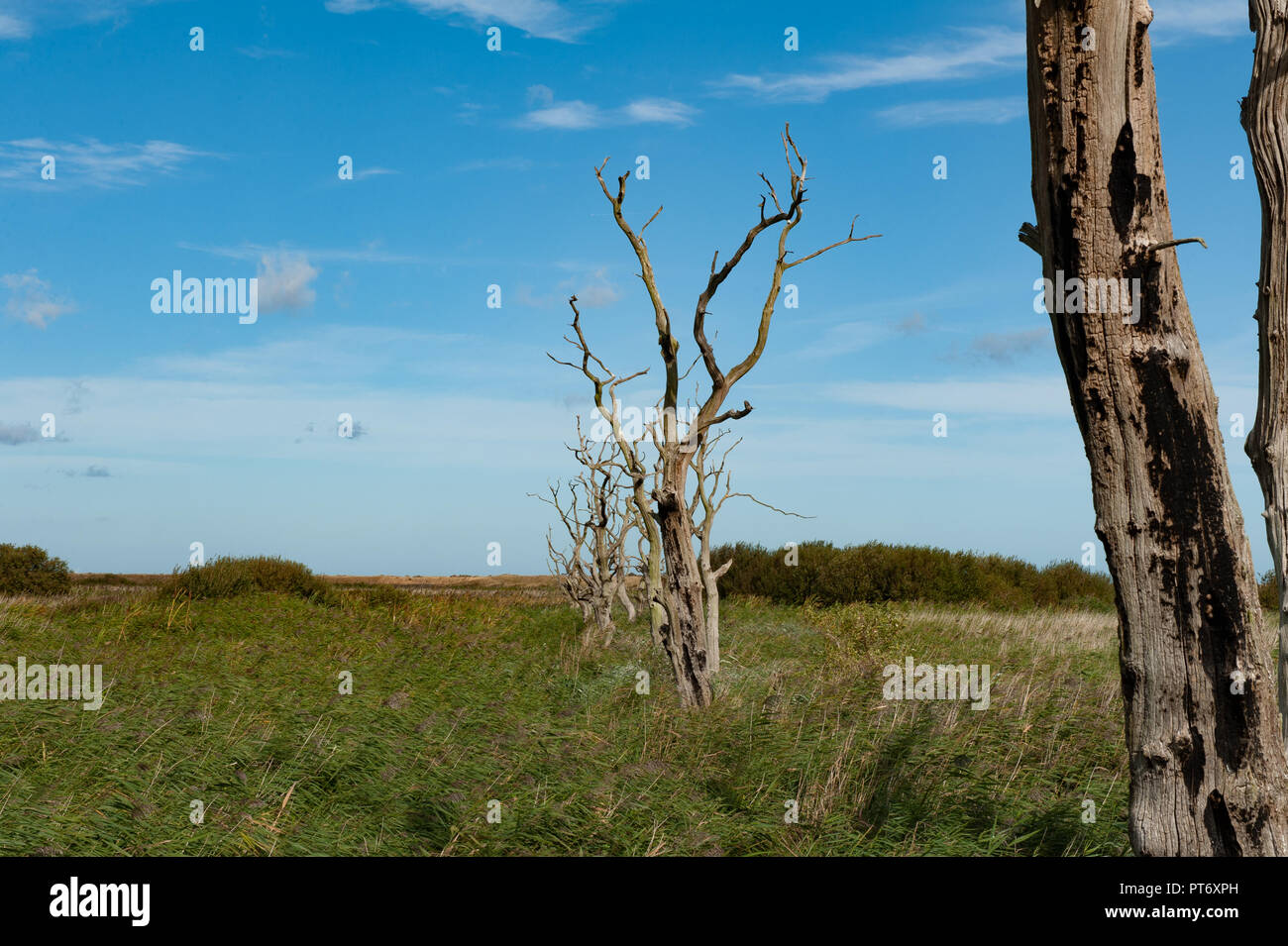 Dead trees in a line at RSPB Nature Reserve, Titchwell Marsh, Norfolk ...