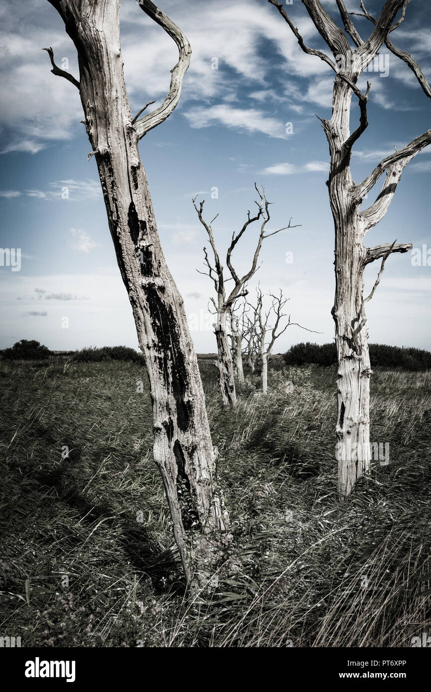 Dead marsh hi-res stock photography and images - Alamy