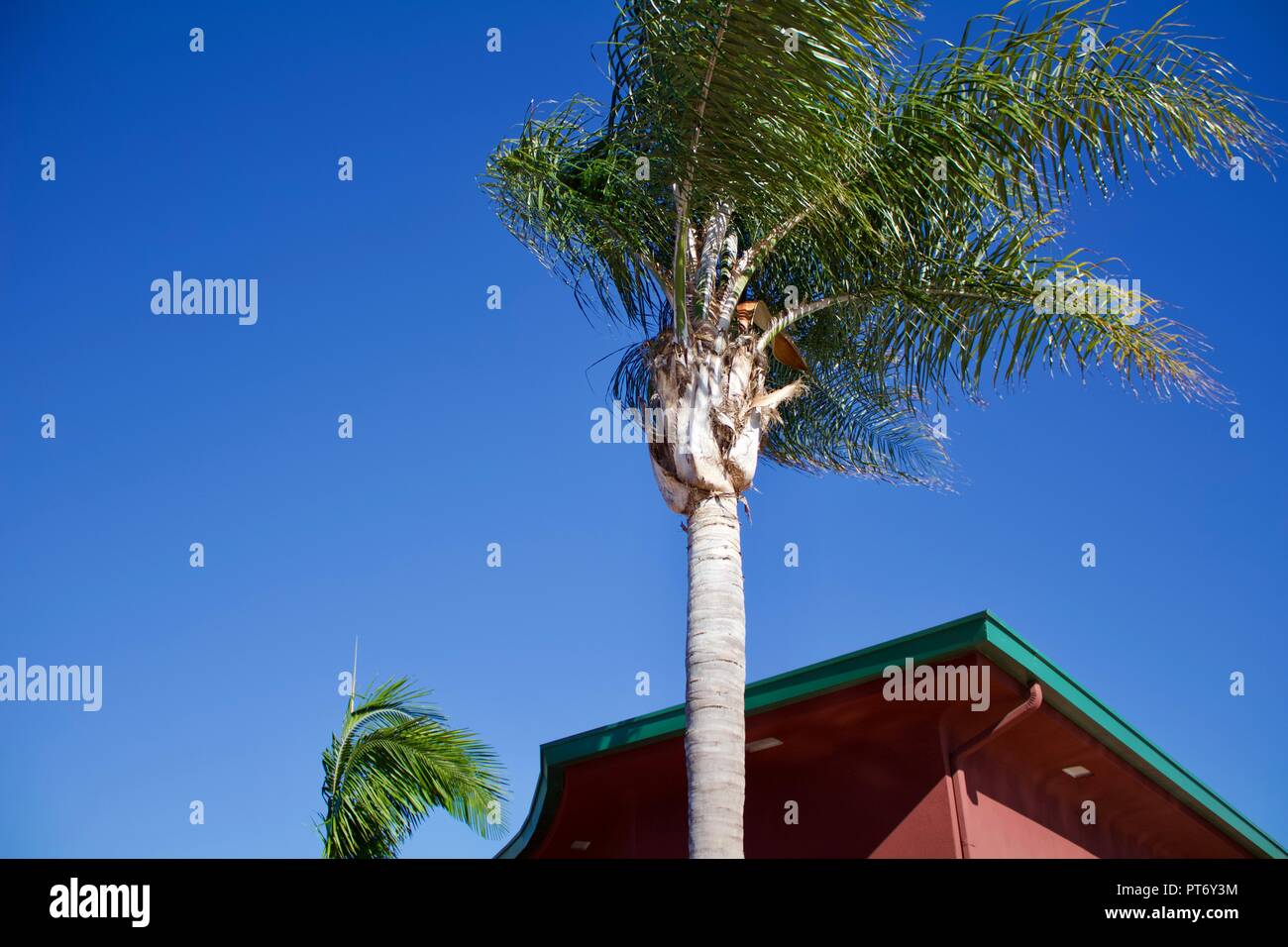 Classic palm tree hi-res stock photography and images - Alamy