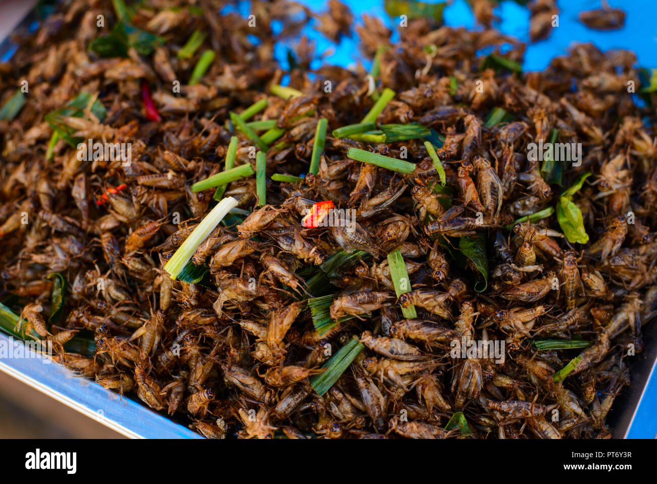 Fried grasshopper on street food in Thailand Stock Photo - Alamy