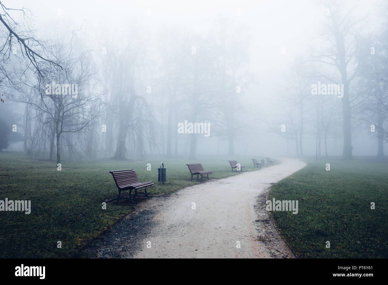 Misty forest path leads hi-res stock photography and images - Alamy