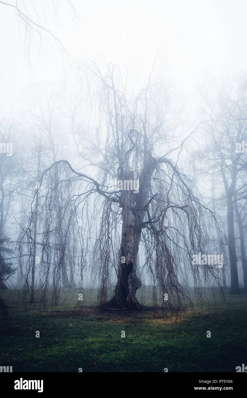Ghosts and trees hi-res stock photography and images - Alamy