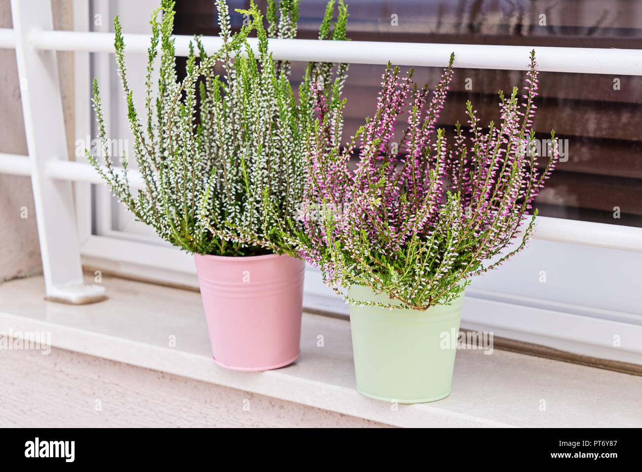Blooming heather Calluna vulgaris in pot on window sill. House and ...