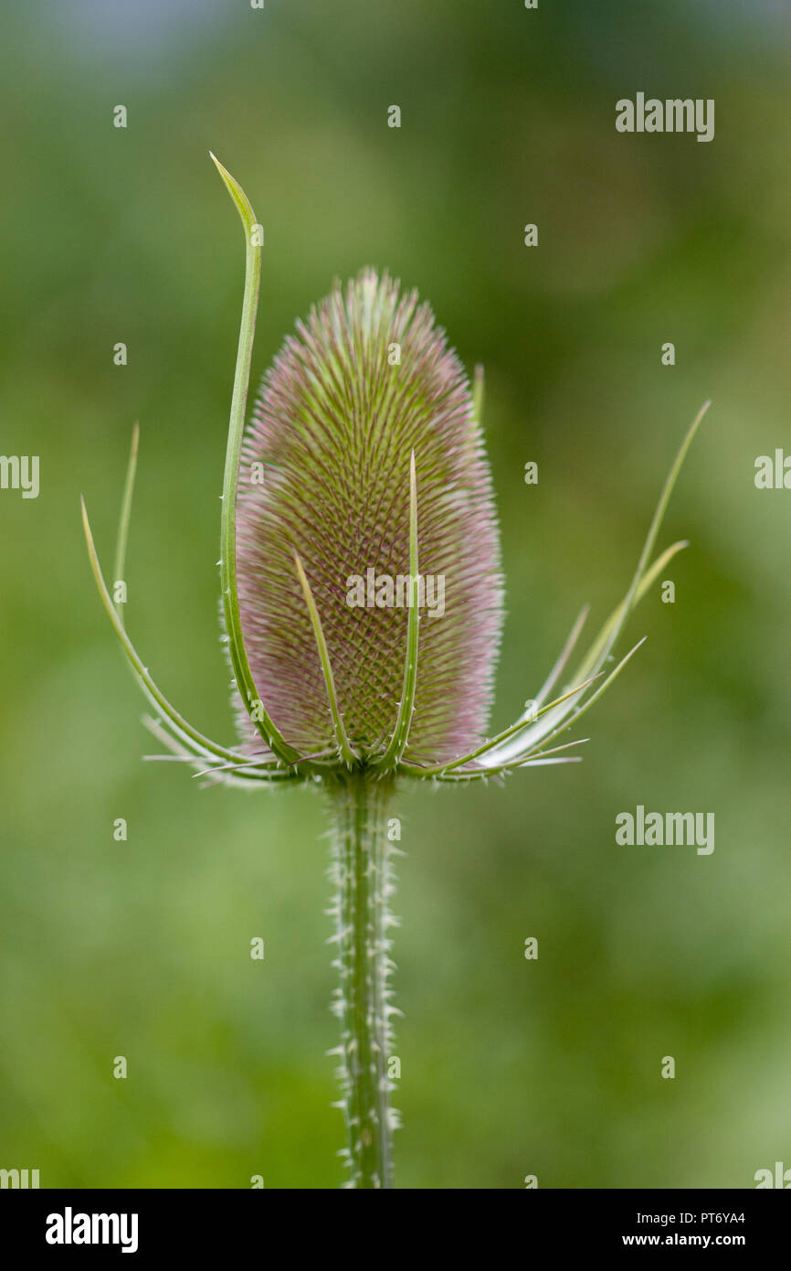 Teasel uk flower hi-res stock photography and images - Alamy