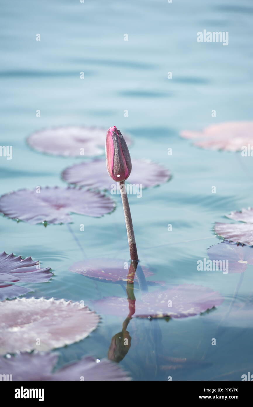 water flowers growth in pool, tropic plants Stock Photo - Alamy