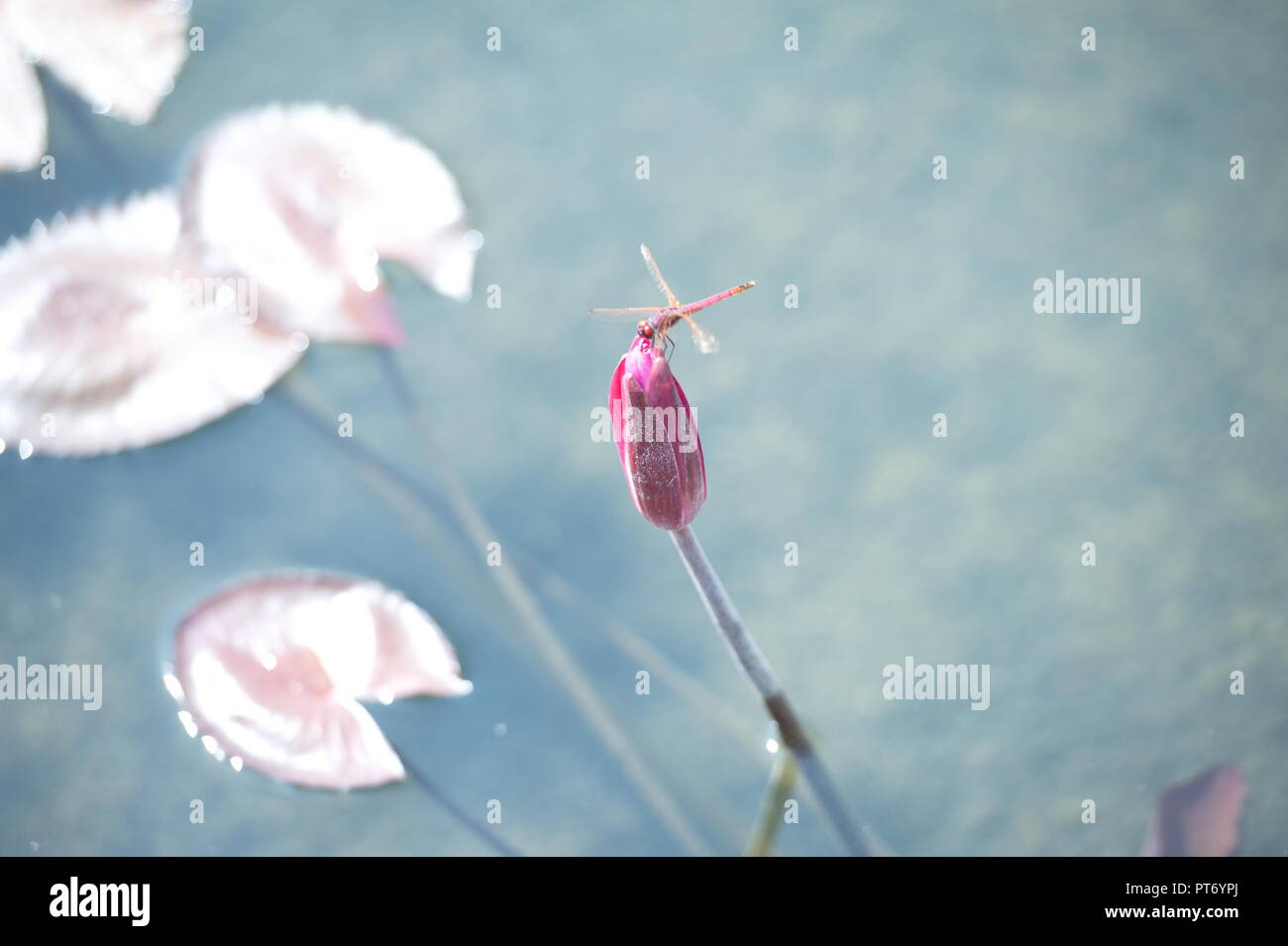 Predatory habit hi-res stock photography and images - Alamy