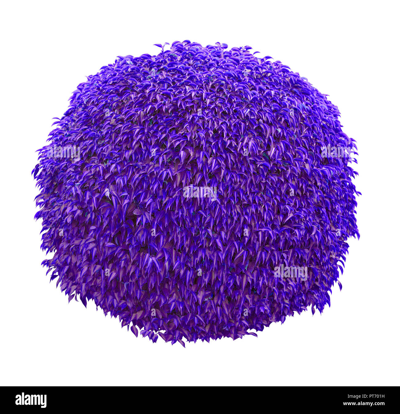 Purple blue ball shaped bush isolated on white background Stock Photo ...
