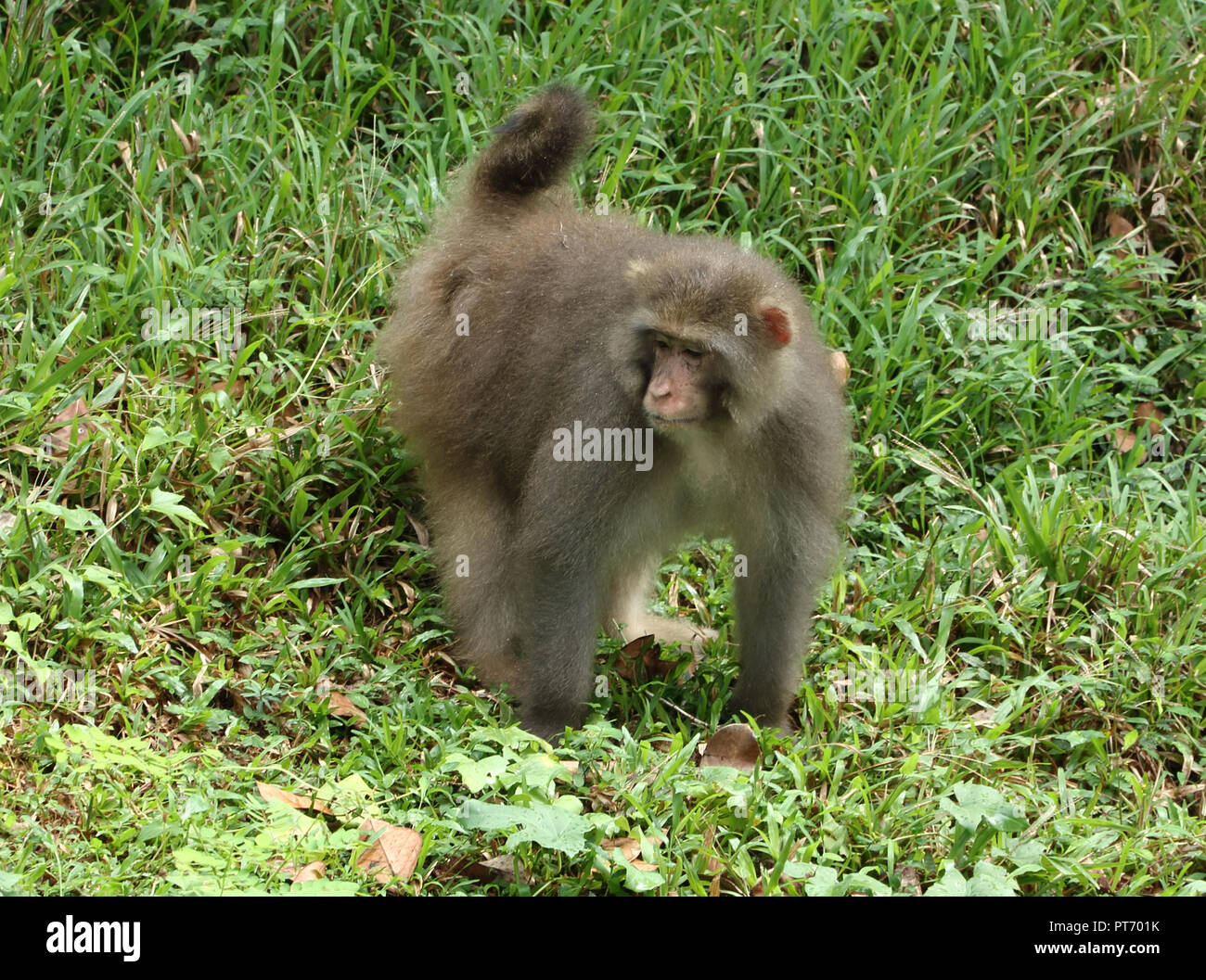 Monkey in jungle Stock Photo - Alamy