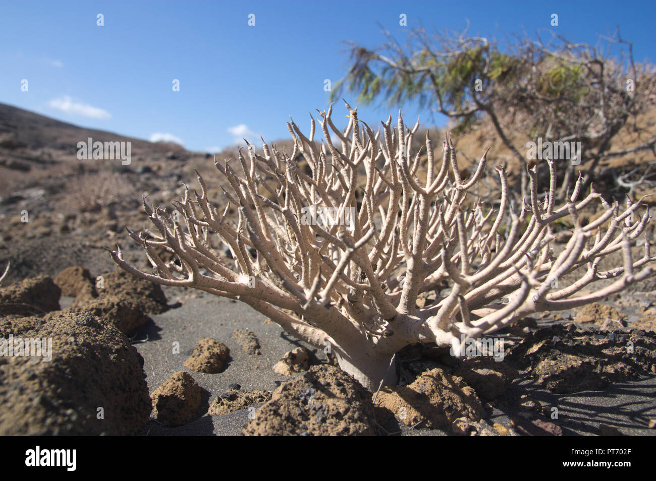 Close-up of a sweet tabaiba in winter, typical of the Canary Islands in ...