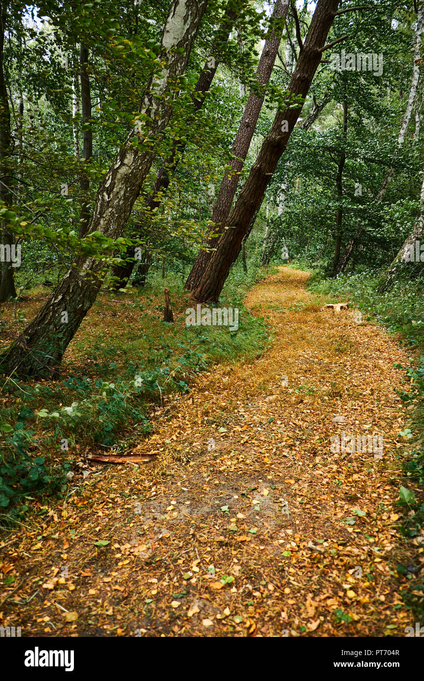 Curved footpath in a forest covered in golden leaves. Shot vertically ...