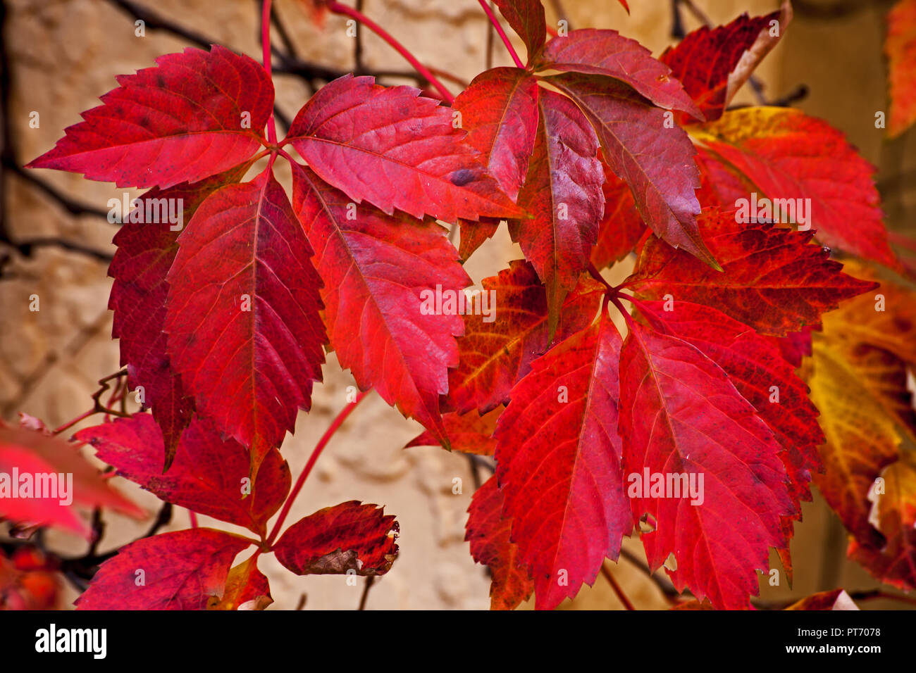 Virginia Creeper 3 Stock Photo - Alamy