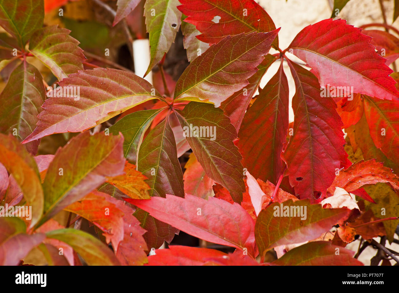 Virginia Creeper (Parthenocissus quinquefolia Stock Photo - Alamy