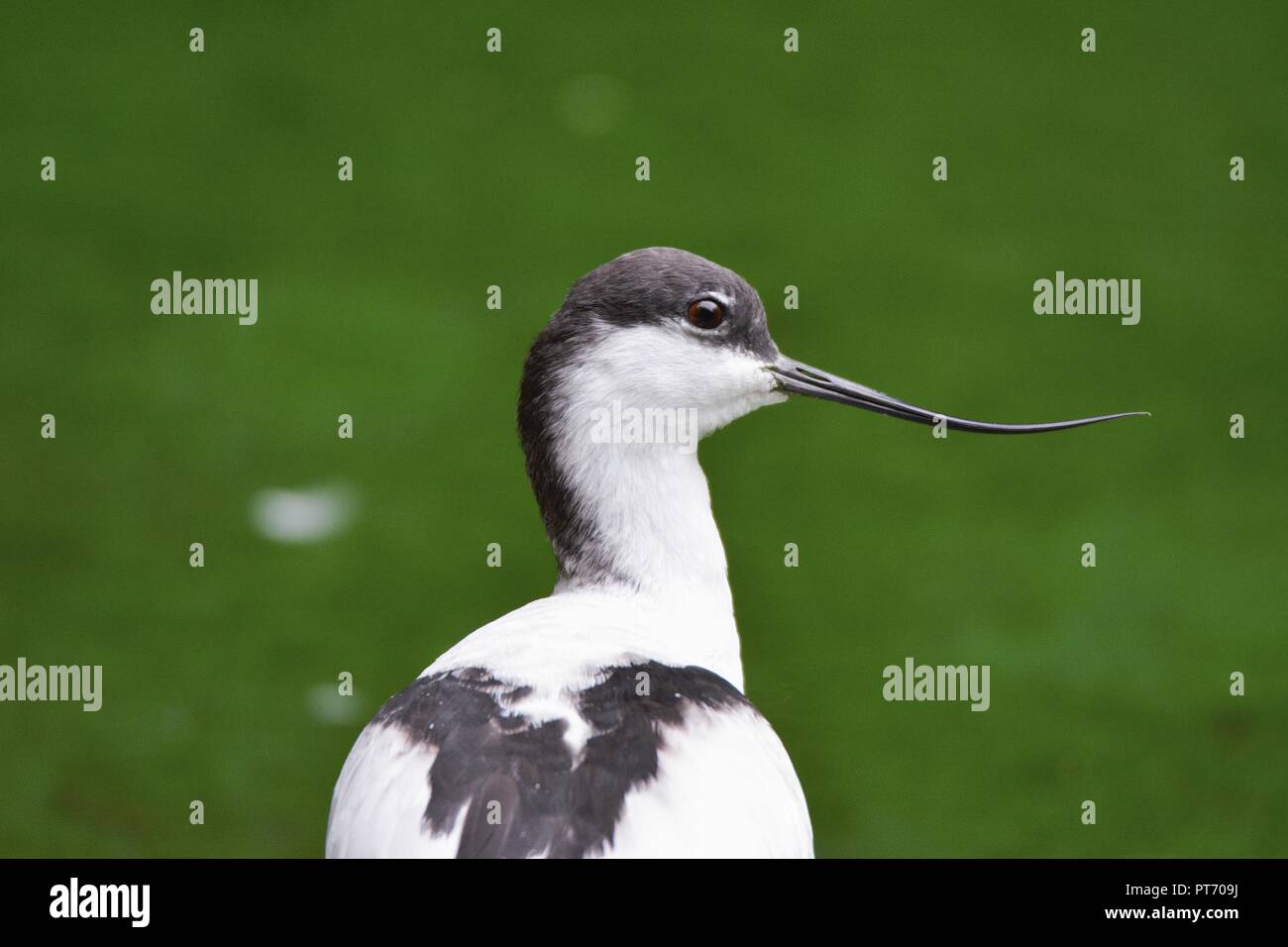 Curved Beak High Resolution Stock Photography and Images - Alamy