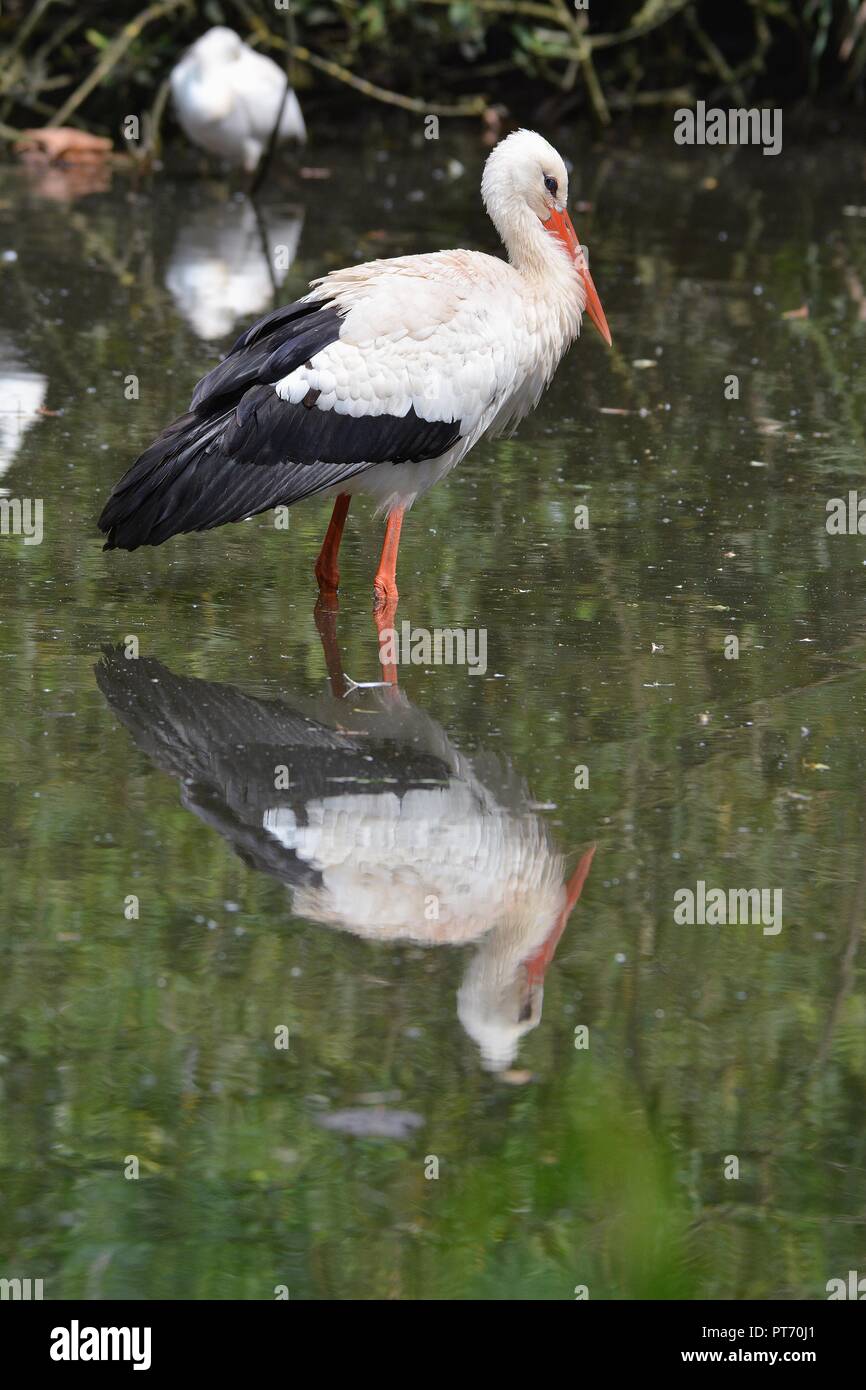 Stork mirroring in tha calm water Stock Photo - Alamy