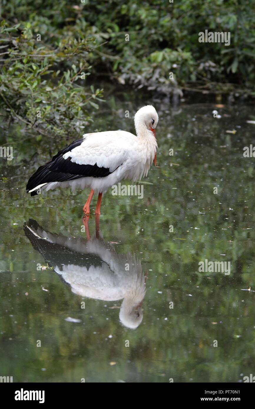 Calm water with reflections of birds hi-res stock photography and ...