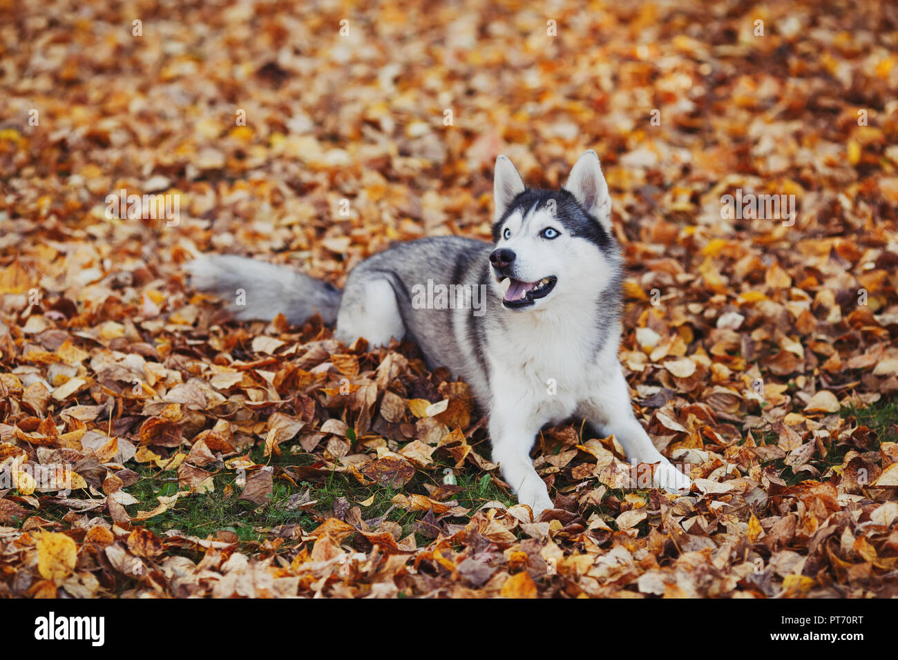 Siberian husky dog with blue eyes lying. Autumn forest background with ...
