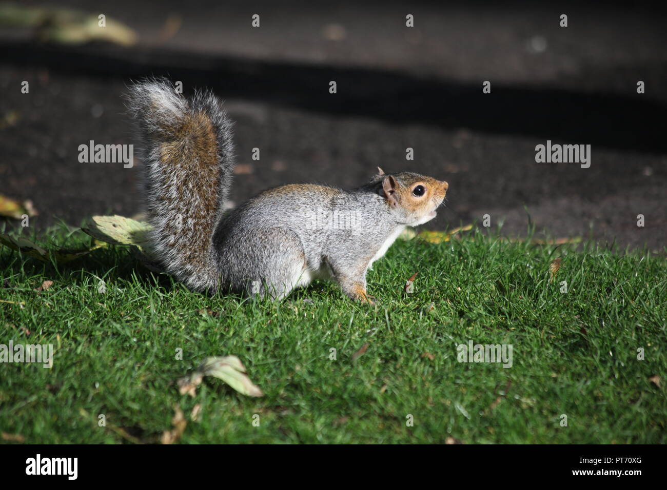 Hibernating squirrel hi-res stock photography and images - Alamy