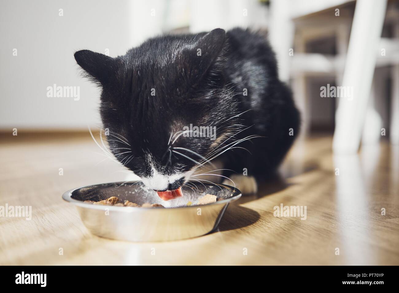 Black food cat hi-res stock photography and images - Alamy
