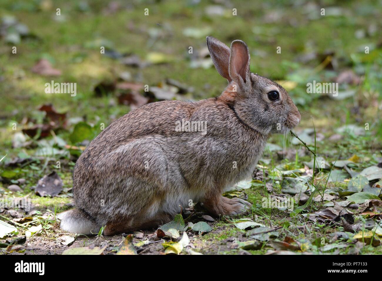 Hare paws hi-res stock photography and images - Alamy