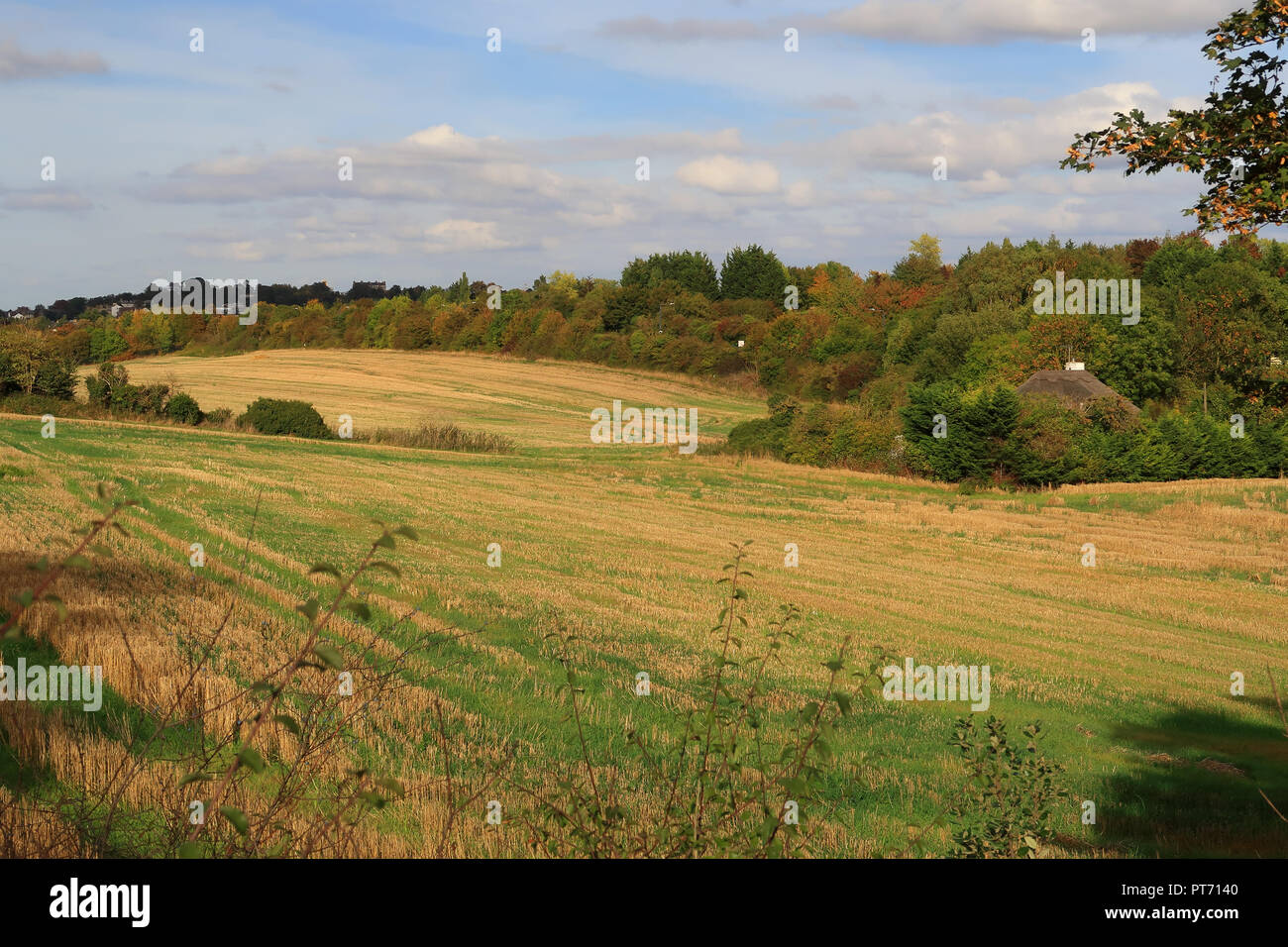 A view of the green fields and colourful trees of North Kent Stock ...